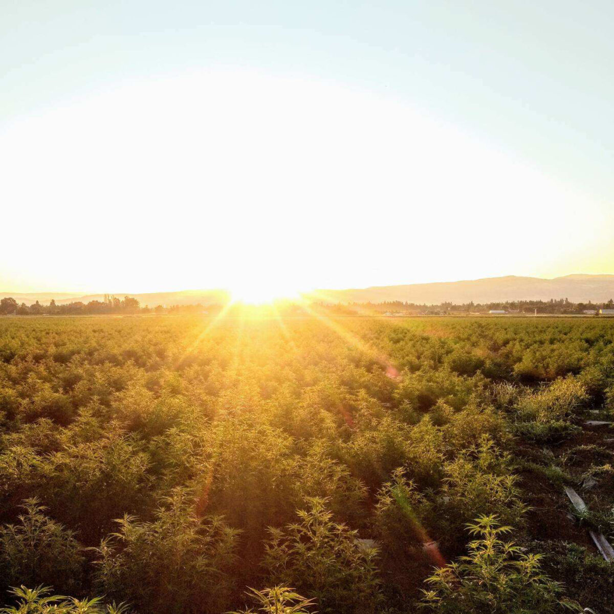 Hemp Drying | Shivvers